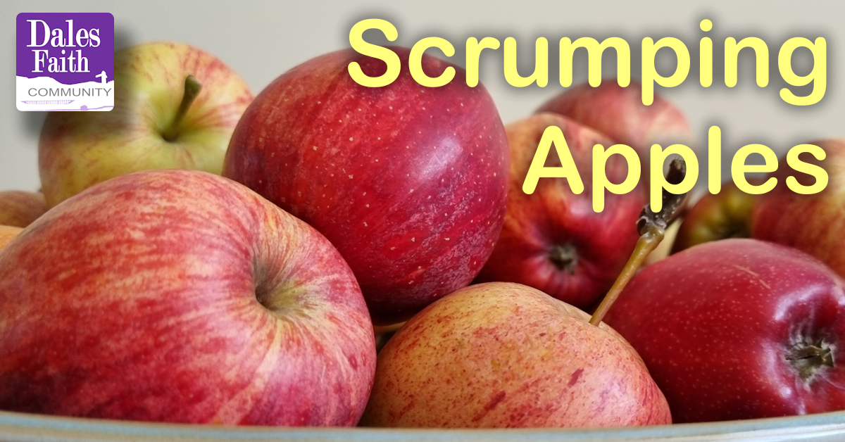 Scrumping Apples - Dales Faith